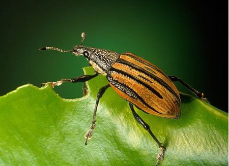 Brouci a chrobáci - Pomněnka Naturalis